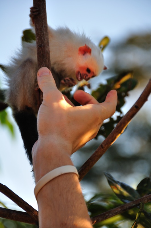 This pet monkey was less than friendly to short-termer Ben – Reutter's ...